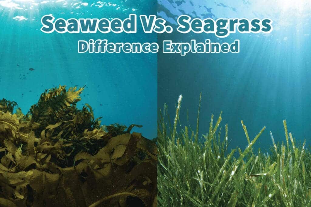 Seaweed Vs. Seagrass, Difference Explained | Mondoro