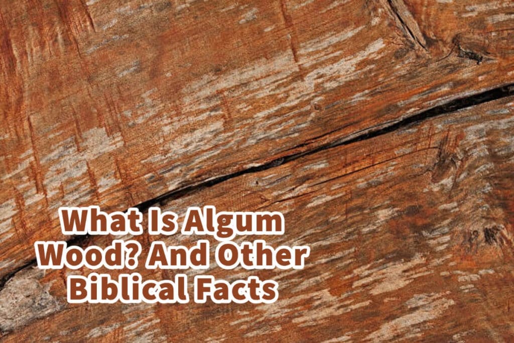 What Is Algum Wood? And Other Biblical Facts | Mondoro