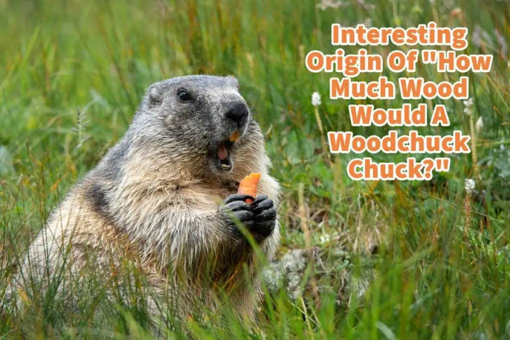 Interesting Origin Of How Much Wood Would A Woodchuck Chuck Mondoro