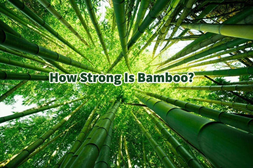 How Strong Is Bamboo? | Mondoro