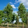 The Majestic Teak Tree: History, Properties, And Uses | Mondoro