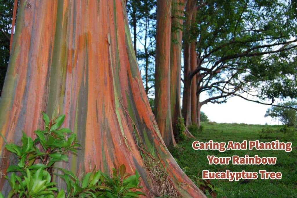 Caring And Planting Your Rainbow Eucalyptus Tree | Mondoro