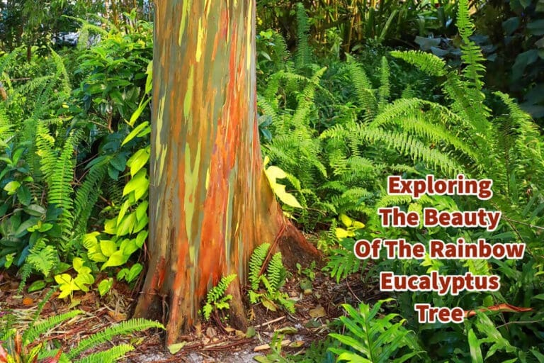 Exploring The Beauty Of The Rainbow Eucalyptus Tree | Mondoro