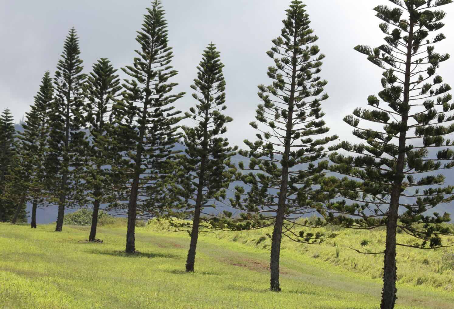 Uncover The Beauty Of Hawaii Pine Trees Mondoro