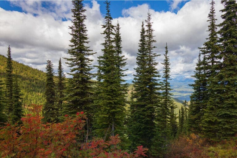 The Ecology Of Jack Pine Trees | Mondoro