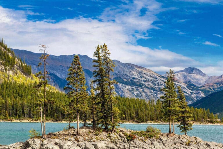 The Ecology Of Jack Pine Trees | Mondoro
