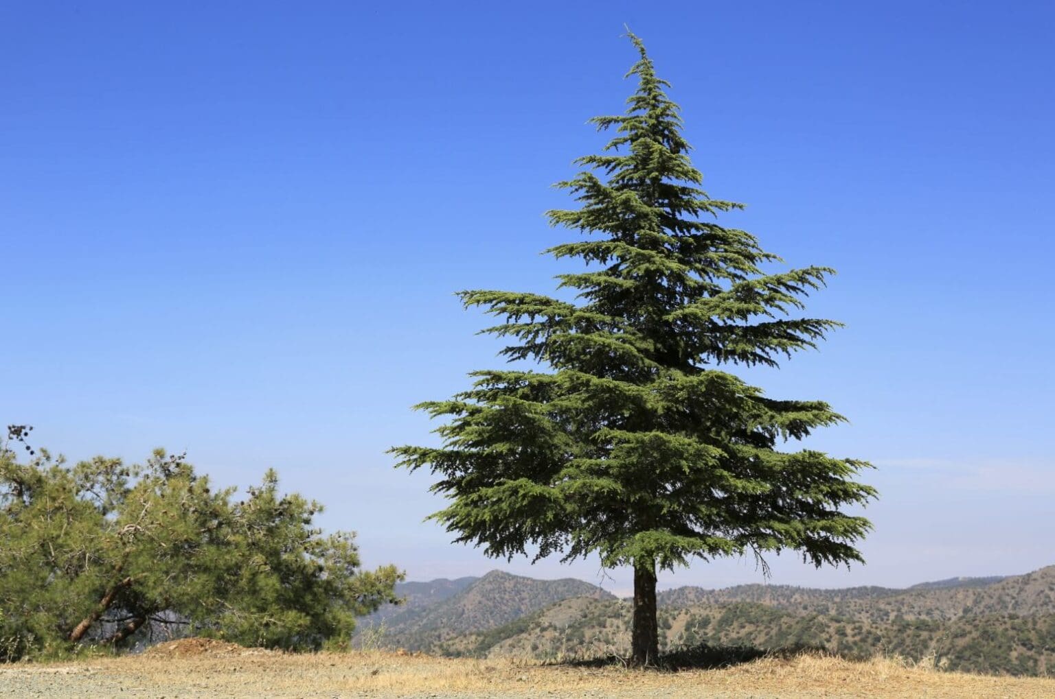 Pine Tree Ecology & Cultivation | Mondoro