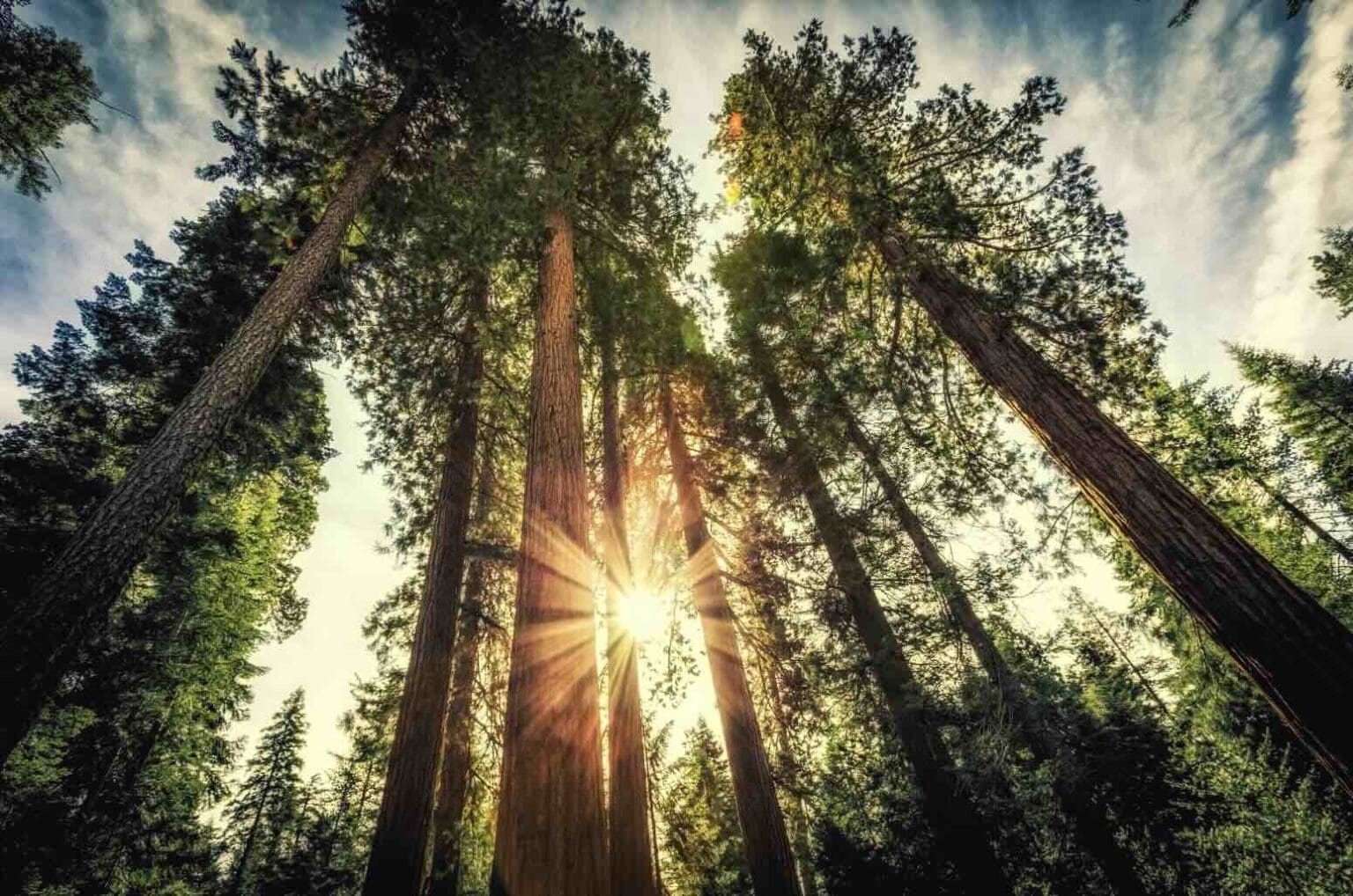 Pine Tree Ecology & Cultivation | Mondoro