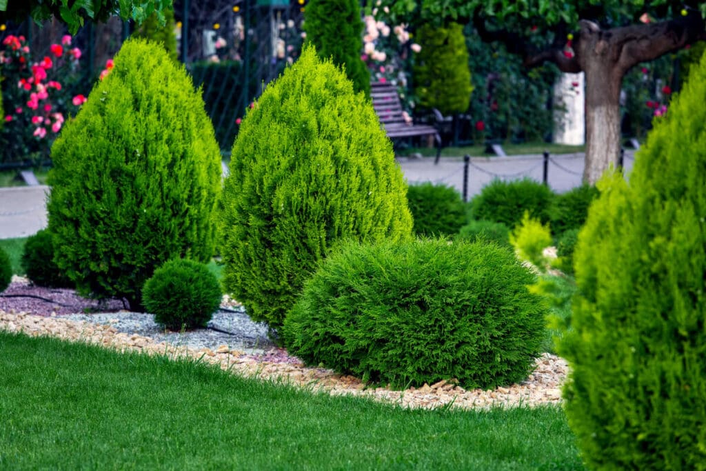 Shade-Tolerant Evergreen Trees Guide | Mondoro